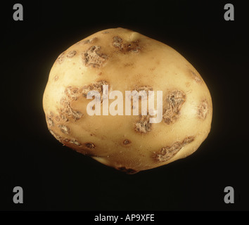 Potatoes infected with fungal disease Stock Photo - Alamy