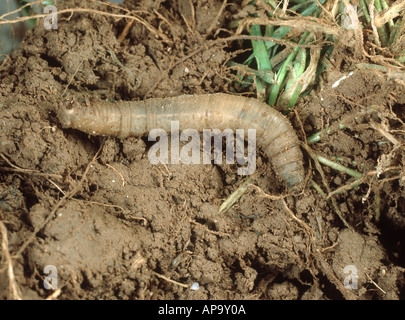 Leatherjacket (larva of cranefly) / Daddy-Long-Legs Stock Photo - Alamy