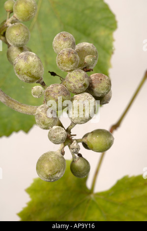 Powdery mildew (Uncinula necator) fungal disease infection causing discoloured & split white ...