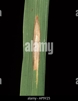 Rice leaf blast (Pyricularia grisea) lesions and damage on rice crop in ...