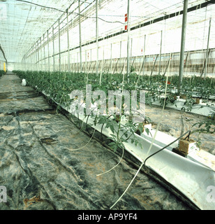 Hydroponically grown tomato crop in a Spanish polythene house near ...