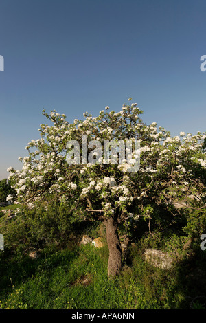 Israel Shephela region Flowers of a Syrian Pear tree in Modiin Stock ...
