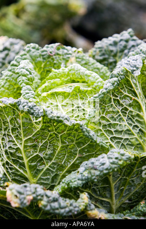 Fresh cabbage (brassica oleracea) plant leaves Stock Photo - Alamy