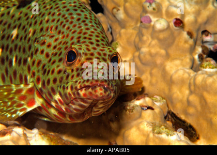 Rock hind grouper in the Gulf of Mexico, off Texas Stock Photo - Alamy