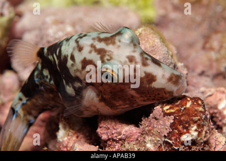 Sharpnose puffer fish in the Gulf of Mexico, off Texas Stock Photo - Alamy