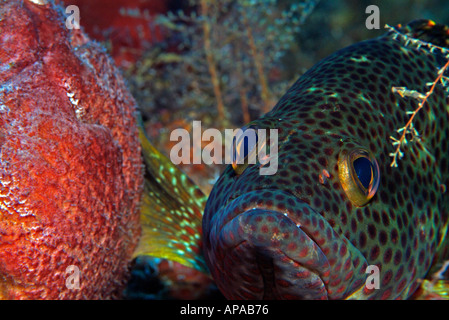 Rock hind grouper in the Gulf of Mexico, off Texas Stock Photo - Alamy