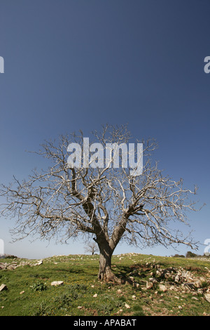 Israel, the Upper Galilee. Walnut tree on Mount Meron Stock Photo - Alamy