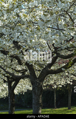 Cherry Blossoms welcome spring Nanaimo Vancouver Island British ...
