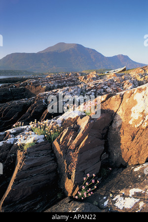 coastal wildflowers county galway Stock Photo - Alamy