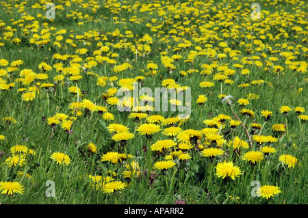 A cluster of common dandelion Taraxacum officinale featuring yellow ...
