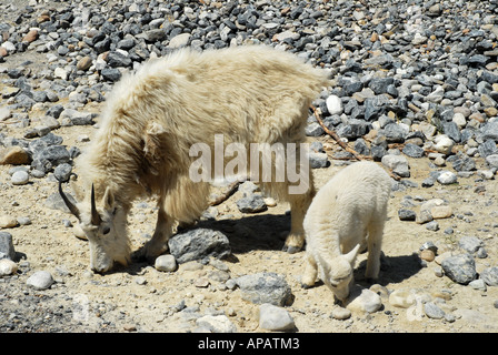 Two Baby Mountain Goats licking minerals from rocky ground Stock Photo ...