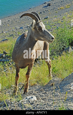 Head portrait of an Individual sheep grazing on pasture at the ...