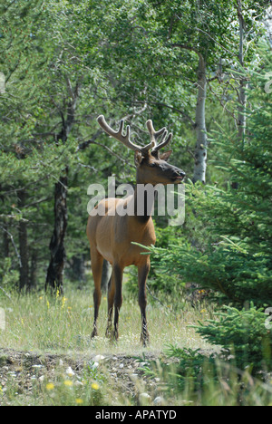 Spring Bull Elk - A strong mature bull elk walking on sunset mountain ...