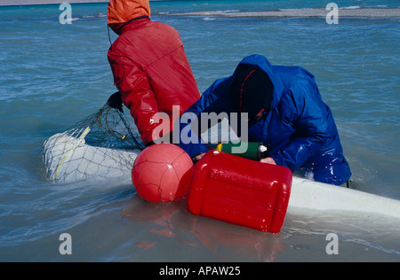 Hand captured Beluga Whale is fitted with a satellite linked ...