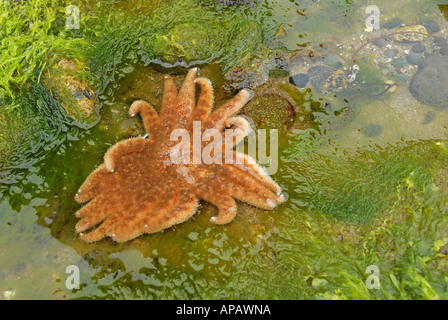 Classic portrait of a Common Sunstar (Crossaster papposus Stock Photo ...