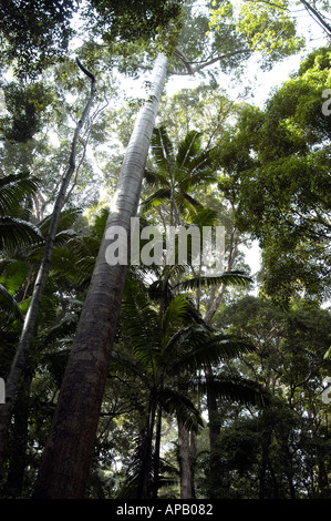 Satinay trees on Fraser Island, model released woman walks towards the ...