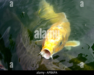 The Lonely koi Stock Photo - Alamy