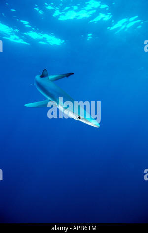 Blue shark Prionace glauca California Pacific Ocean Stock Photo - Alamy
