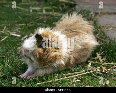 A guinea pig stretching and yawning Stock Photo - Alamy