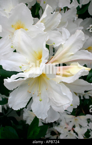 Beautiful Rhododendron plant with fragrant flowers in spring park Stock ...