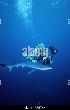 Blue Shark (Prionace glauca) an open ocean predator, swimming near ...