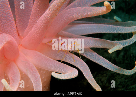 Candy stripe shrimp, Lebbeus grandimanus, on Crimson anemone, Alaska ...