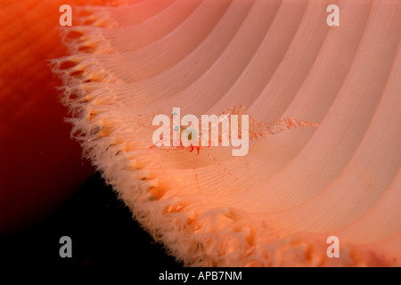 Commensal shrimp Ealus townsendi on the Orange sea pen Ptilosarcus ...