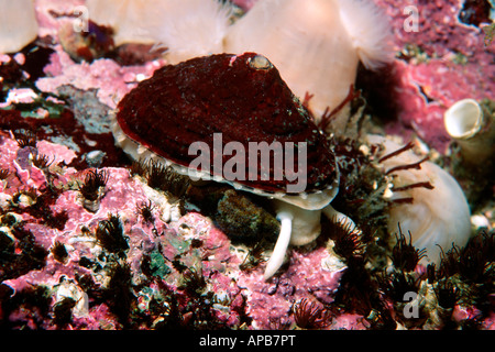 Rough Keyhole Limpet, Diodora aspera, at Tongue Point in Salt Creek ...