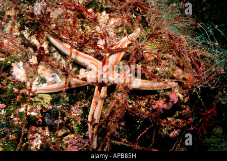 Yellow spotted star caught in fishing line Stock Photo - Alamy