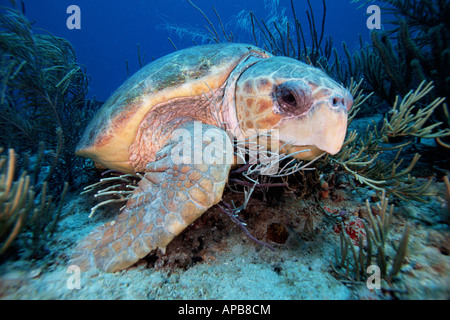 Loggerhead sea turtle (Caretta caretta) resting on coral reef, Pacific ...