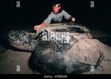 Leatherback sea turtle (Dermochelys coriacea), female laying eggs ...