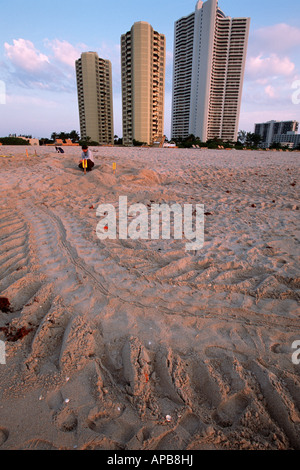 leatherback sea turtle tracks in sand Stock Photo - Alamy