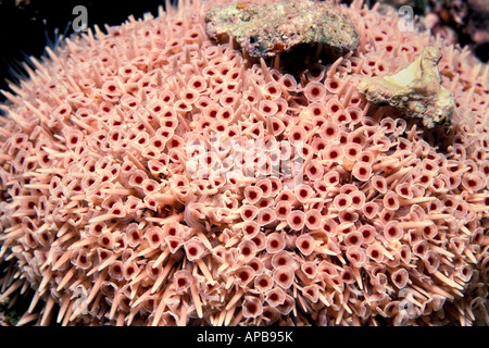 Flower urchin. close up. It's a venomous sea urchin. at Kajiak Owase ...