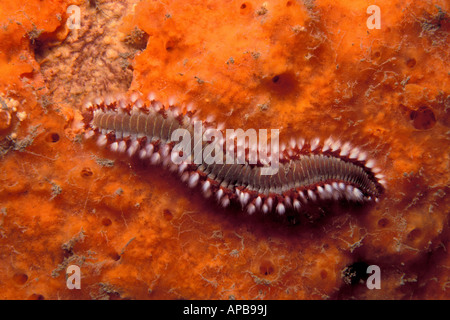 Bearded Fireworm has bristles that sting.(Hermodice carunculata ...