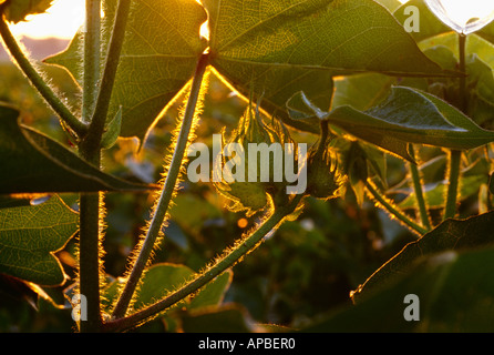 Agriculture - Silhouette of mid growth cotton plant foliage at the ...