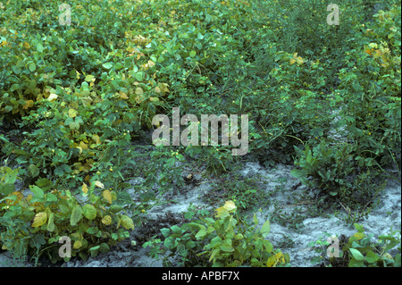 Senna tora (Cassia tora, tora, sickle senna, sickle pod, tora, coffee ...