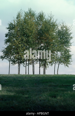 A group of silver birch trees (Betula pendula) in the New Forest Stock ...
