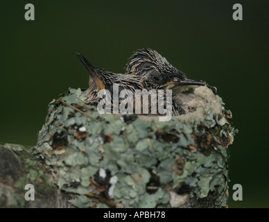 ruby throated hummingbird baby young babies horizontal nest flap ...