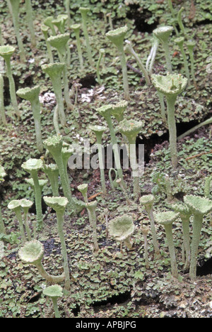 Trumpet Lichen (Cladonia fimbriata), Fungi, Новосибирская обл., Россия ...