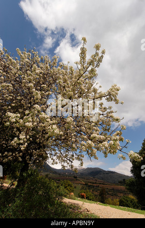 The Golan Heights Syrian Pear Pyrus Syriaca in Nabi Hazuri Stock Photo ...