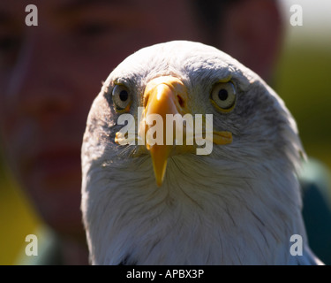 Bald Eagle with Handler Stock Photo - Alamy