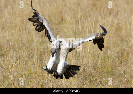Bird of Prey - African Vulcher Stock Photo - Alamy