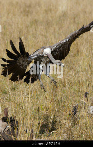 Bird of Prey - African Vulcher Stock Photo - Alamy