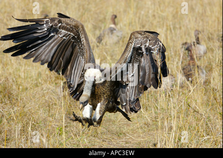 Bird of Prey - African Vulcher Stock Photo - Alamy