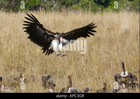 Bird of Prey - African Vulcher Stock Photo - Alamy