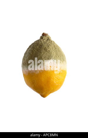 a single rotten lemon half covered in mould on black background Stock ...