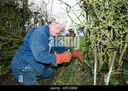 A man Hedge Laying Stock Photo - Alamy