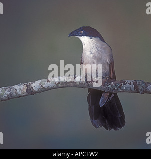 Blue-headed Coucal (Centropus monachus) adult, perched on rock ...