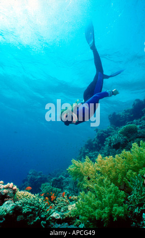 freediver in blue water Stock Photo - Alamy