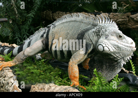 Iguana Lizard on Grey Rocks of Cliff Top Cut Out Against Clear Water of ...